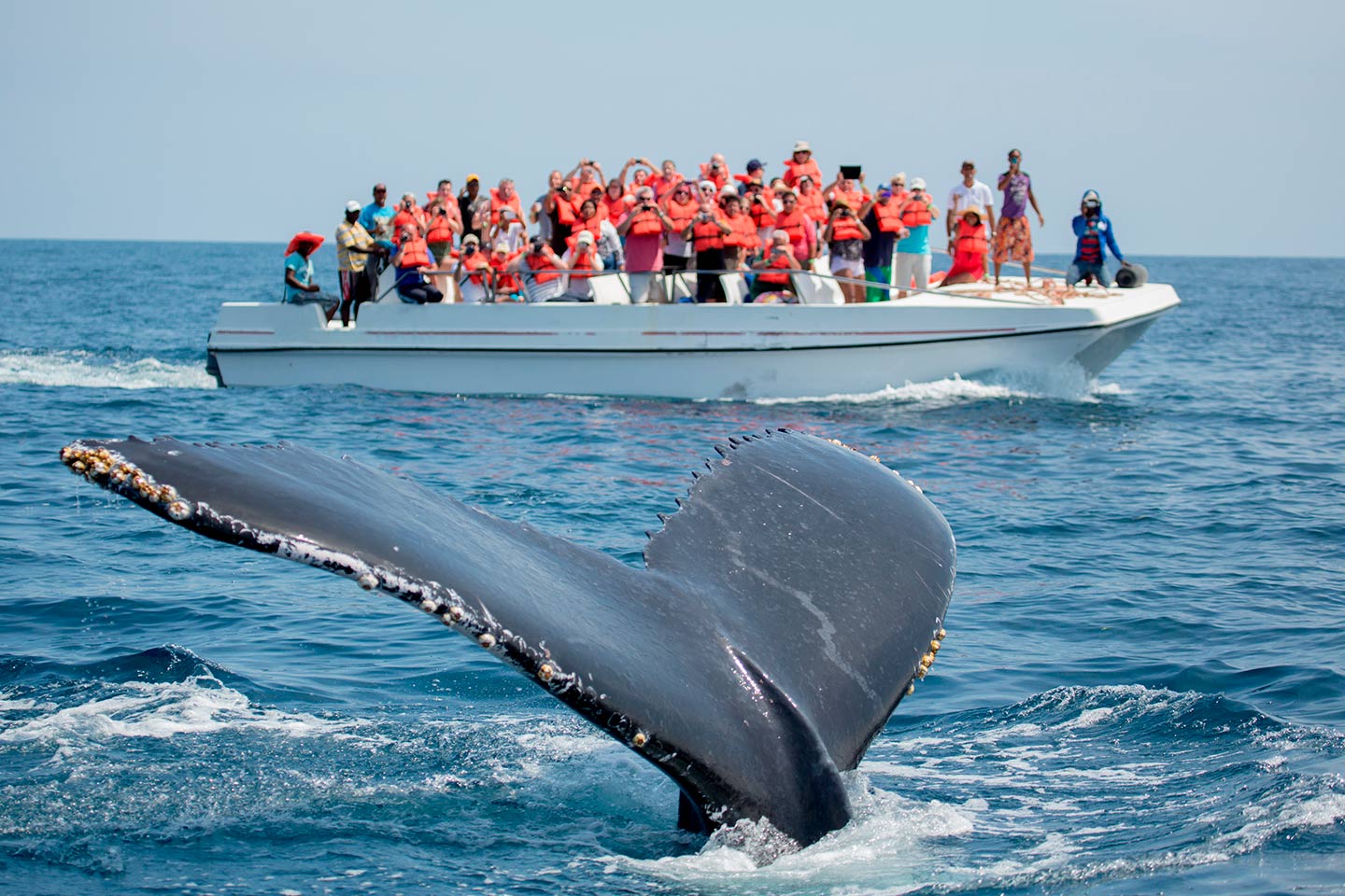 Nuquí, El paraíso donde nacen las ballenas Jorobadas - Viajando por ...
